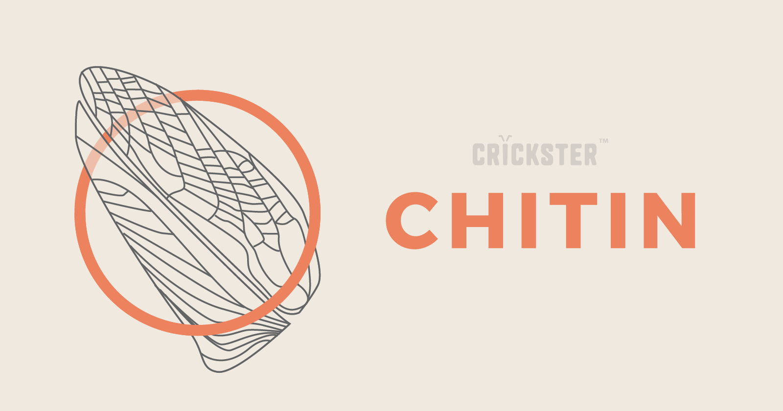 Chitin là gì? Cấu trúc của Chitin và những điều liên quan