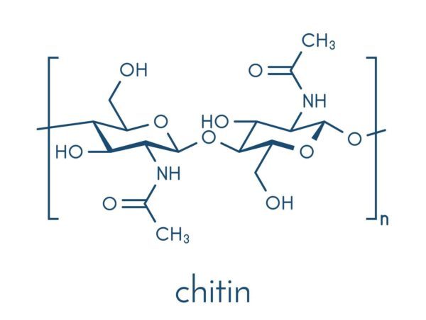 Chitin là gì? Cấu trúc của Chitin và những điều liên quan
